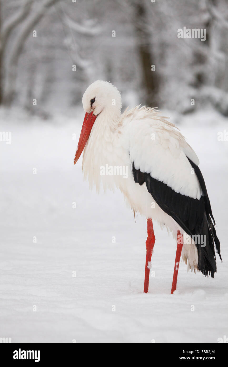 white stork (Ciconia ciconia), standing in the snow, Germany, Hesse ...