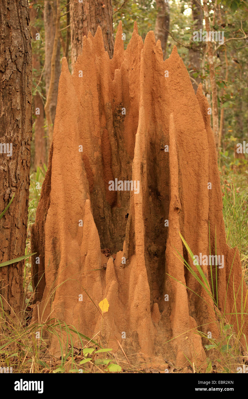 Termite hills hi-res stock photography and images - Alamy
