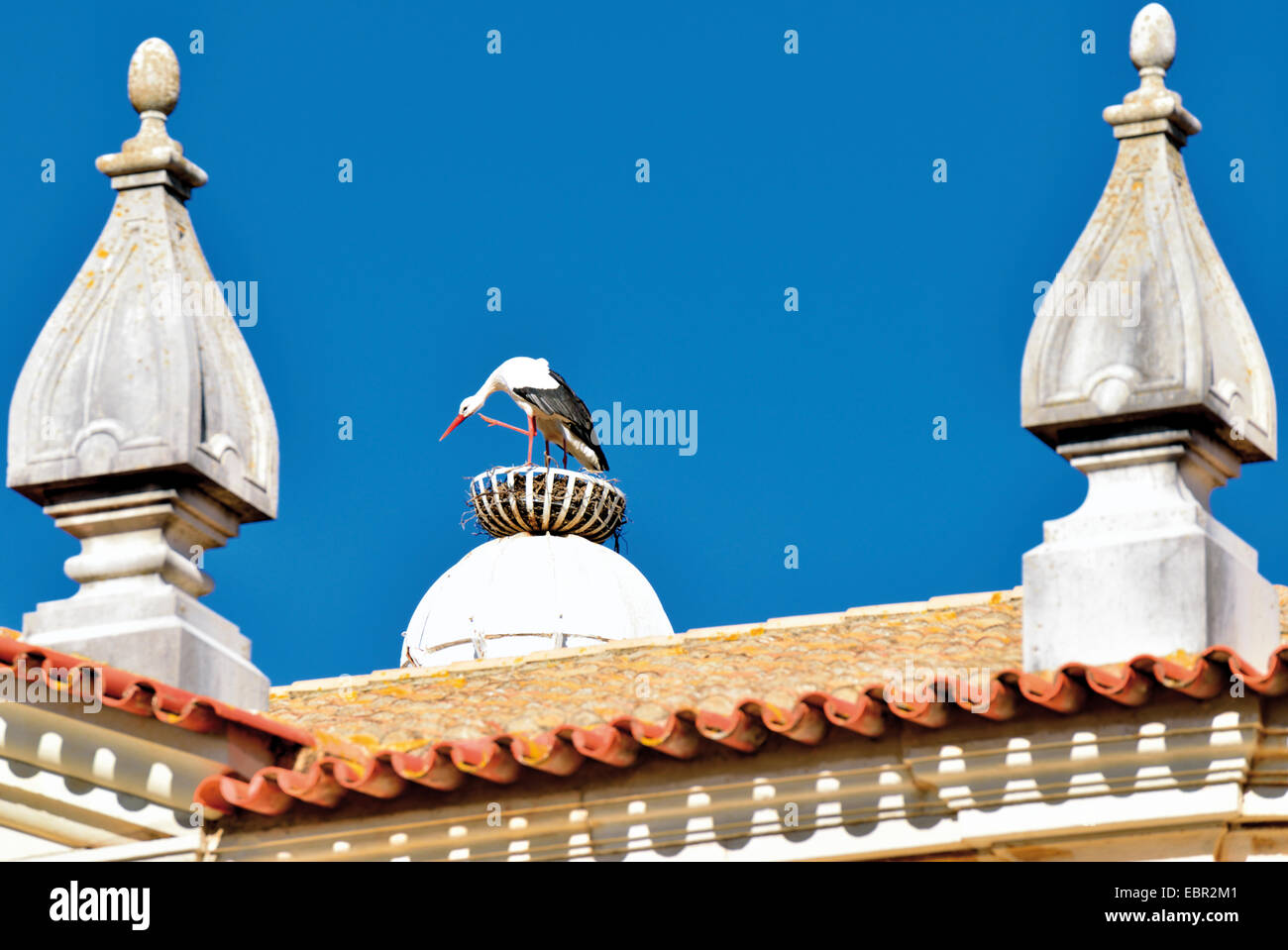 Portugal, Algarve: Storch in his nest on the top of the Faro town hall ...