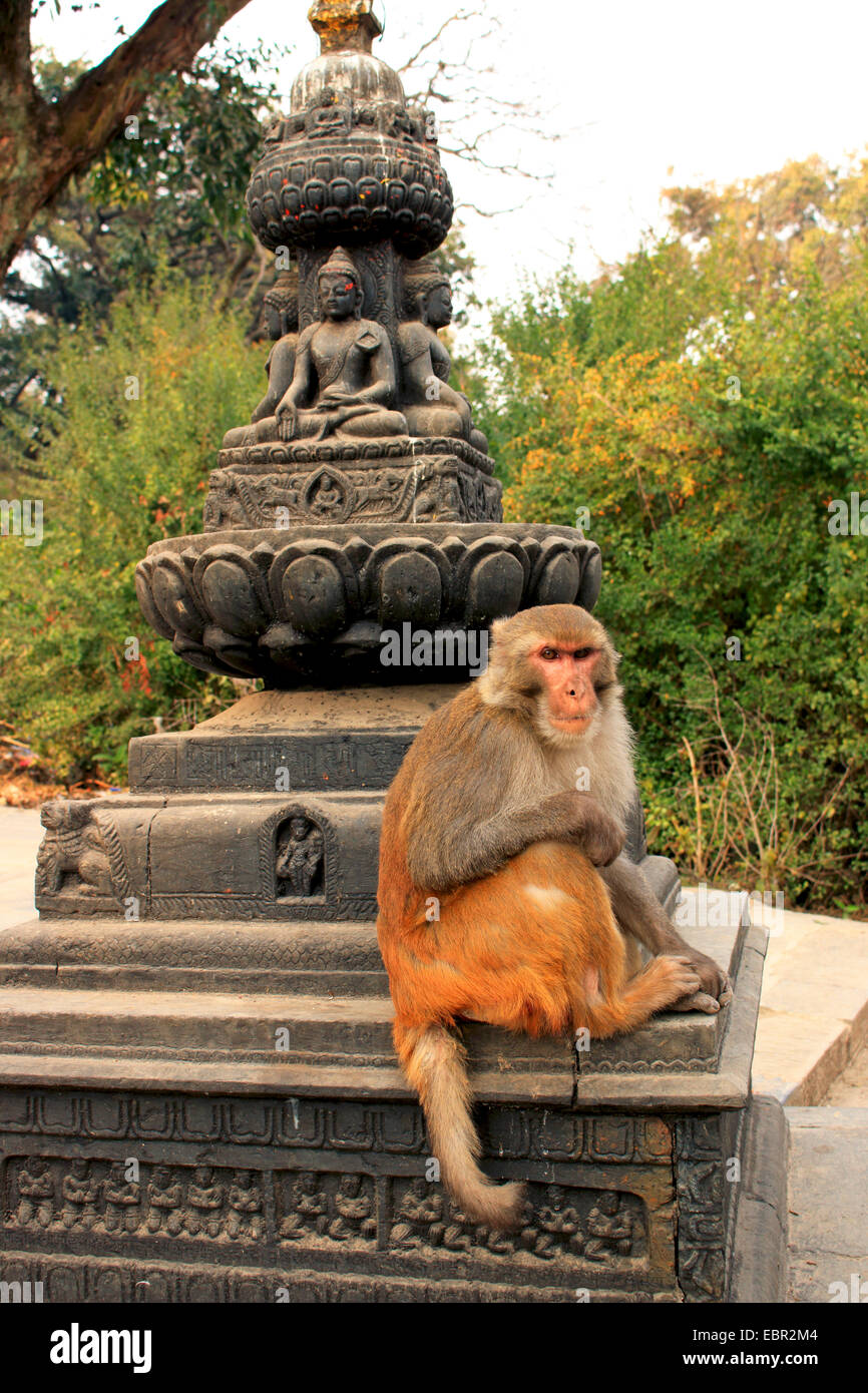 Monkey on the temple hi-res stock photography and images - Alamy