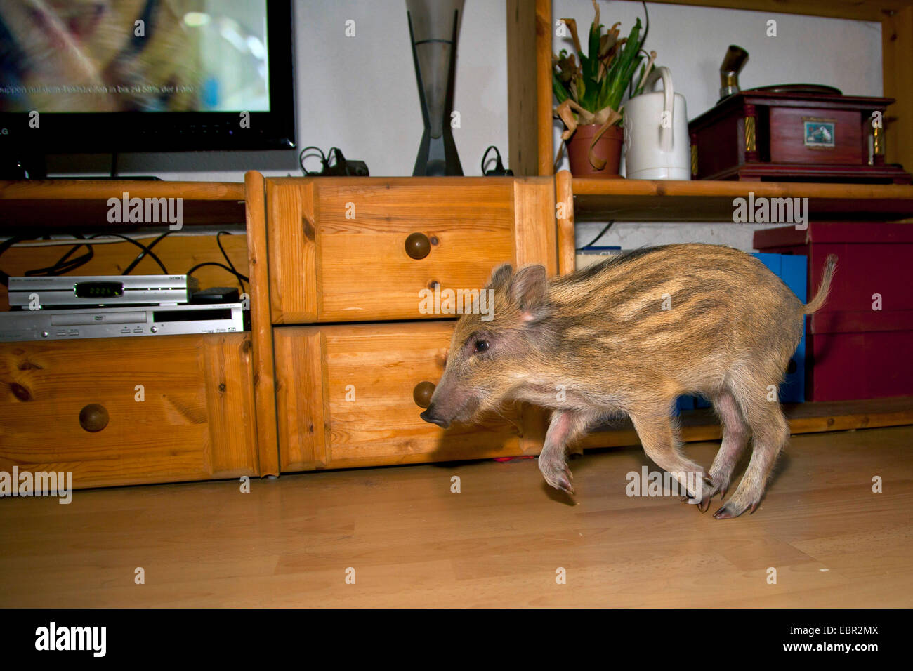 Juvenile wild boar running hi-res stock photography and images - Alamy