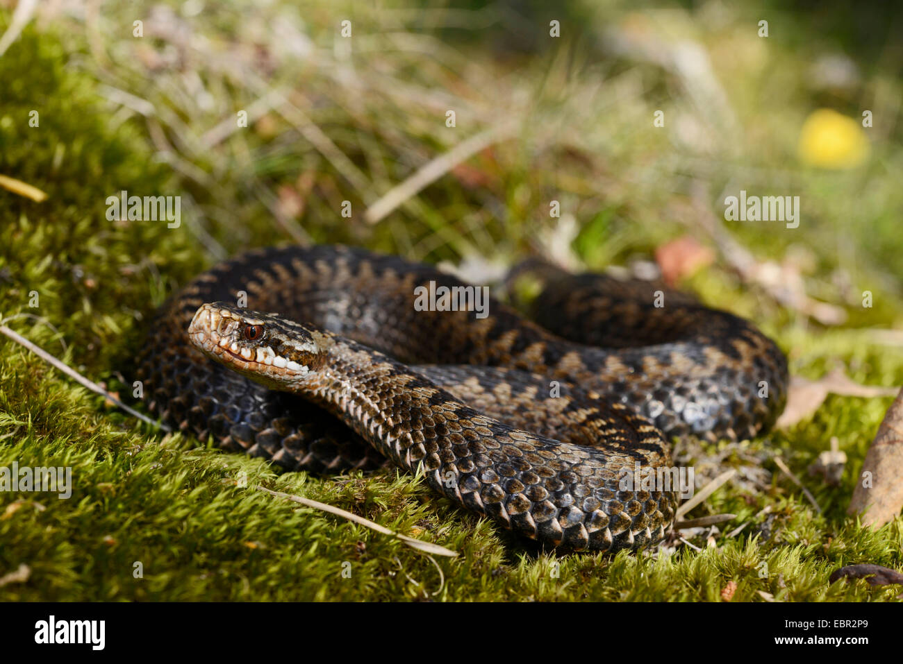 adder, common viper, common European viper, common viper (Vipera berus ...