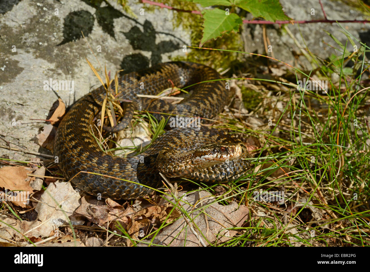 Swedish snakes hi-res stock photography and images - Alamy