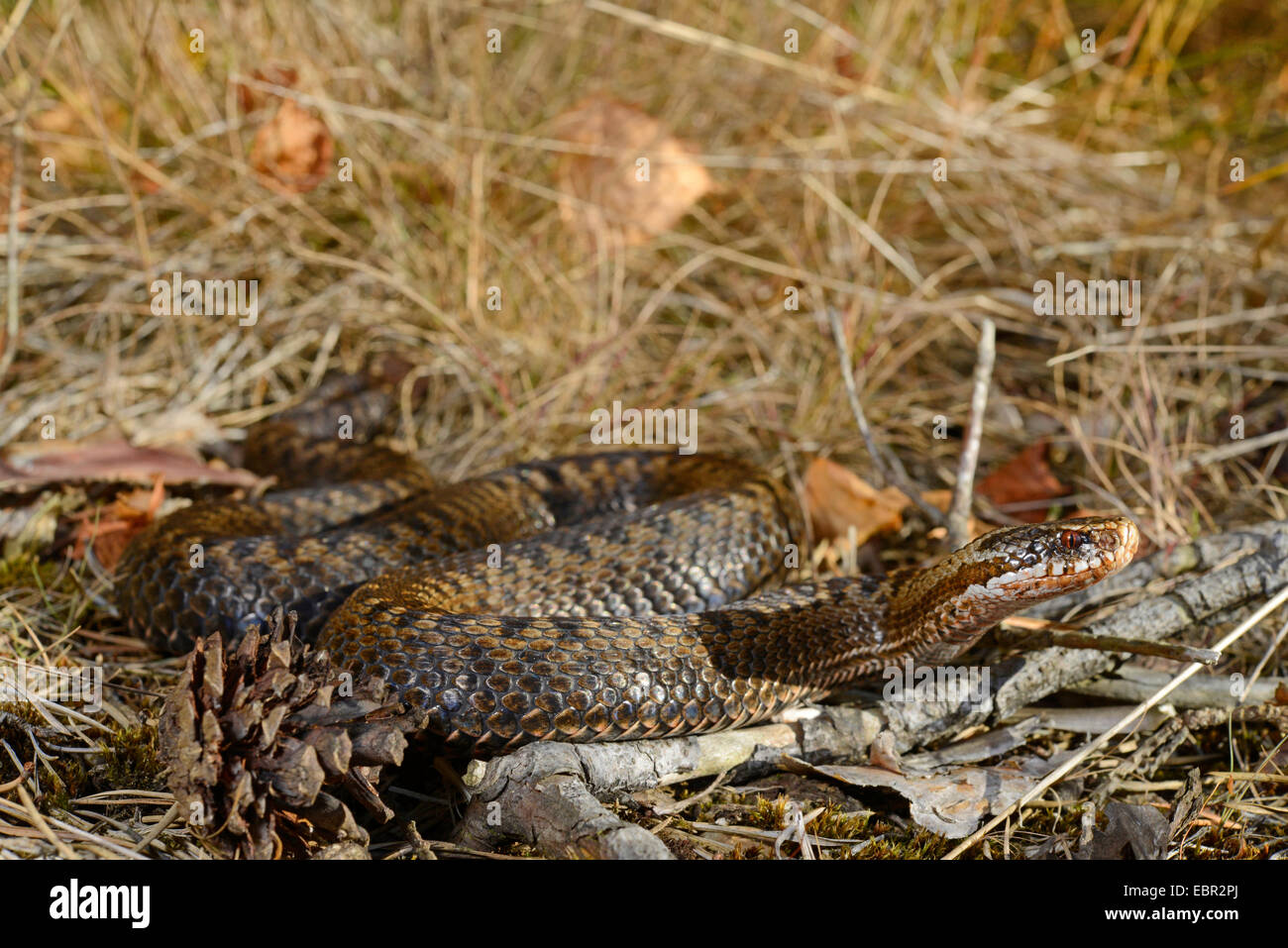 adder, common viper, common European viper, common viper (Vipera berus ...