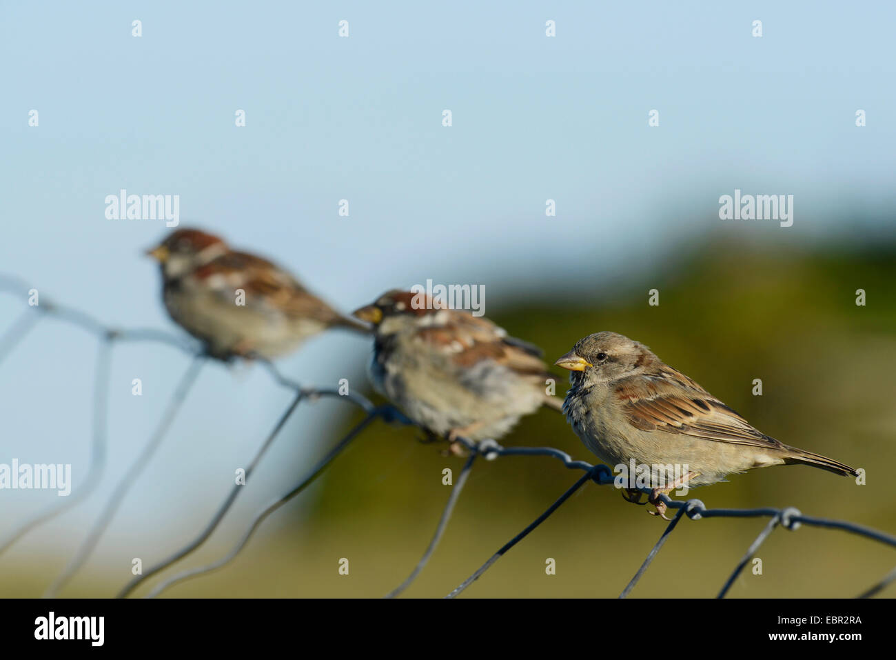 house sparrow (Passer domesticus), three sparrows on a fence, Sweden ...