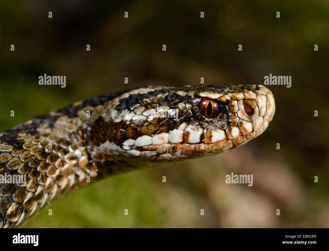 adder, common viper, common European viper, common viper (Vipera berus ...