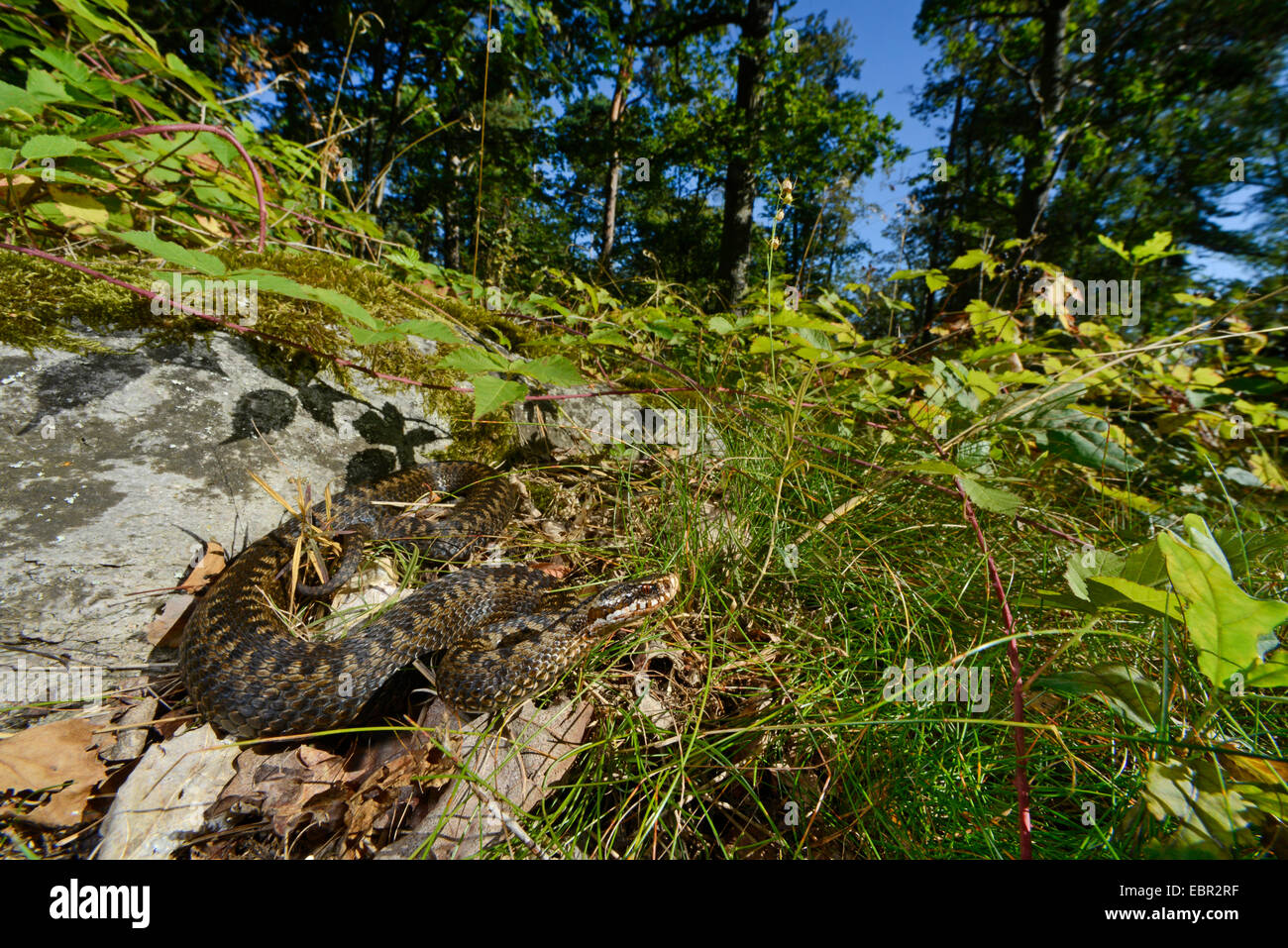 Swedish snakes hi-res stock photography and images - Alamy