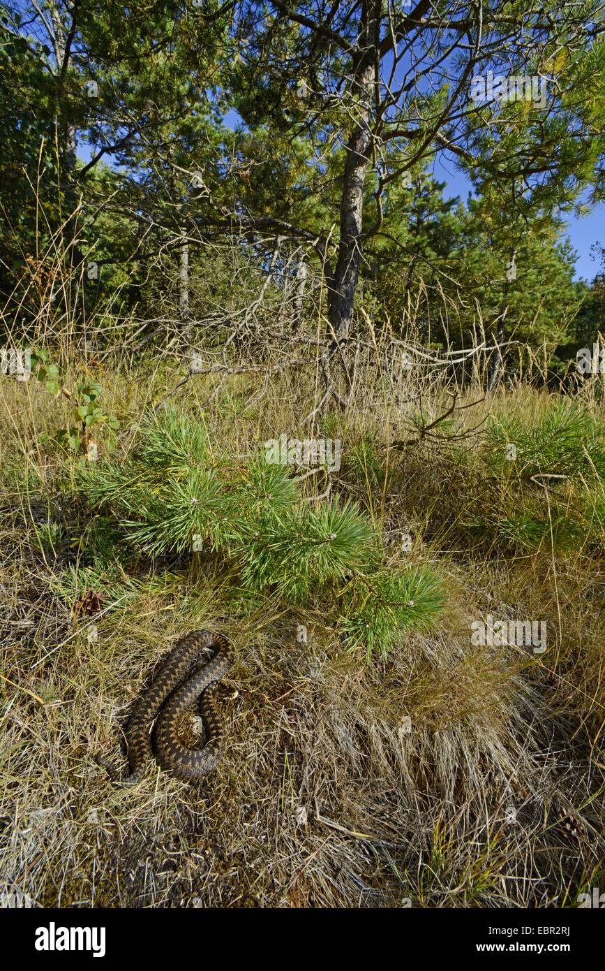 adder, common viper, common European viper, common viper (Vipera berus ...