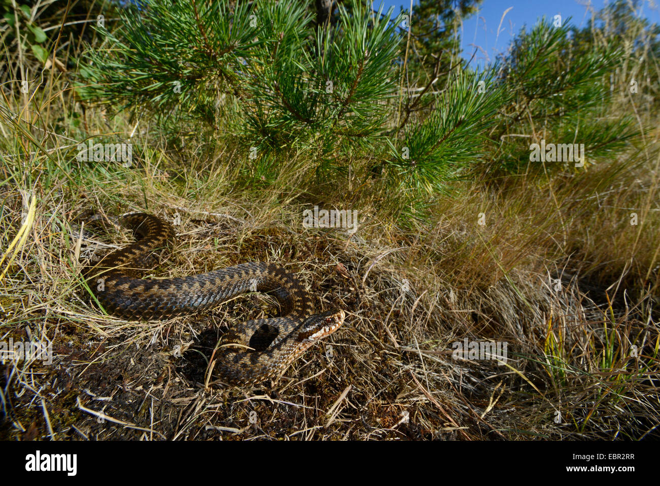 Habitat of adders hi-res stock photography and images - Alamy