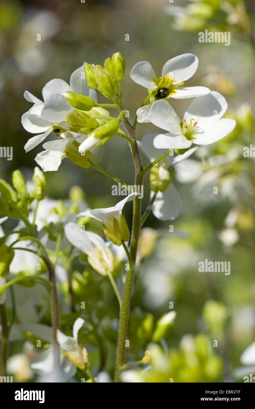Arabis alpina hi-res stock photography and images - Alamy