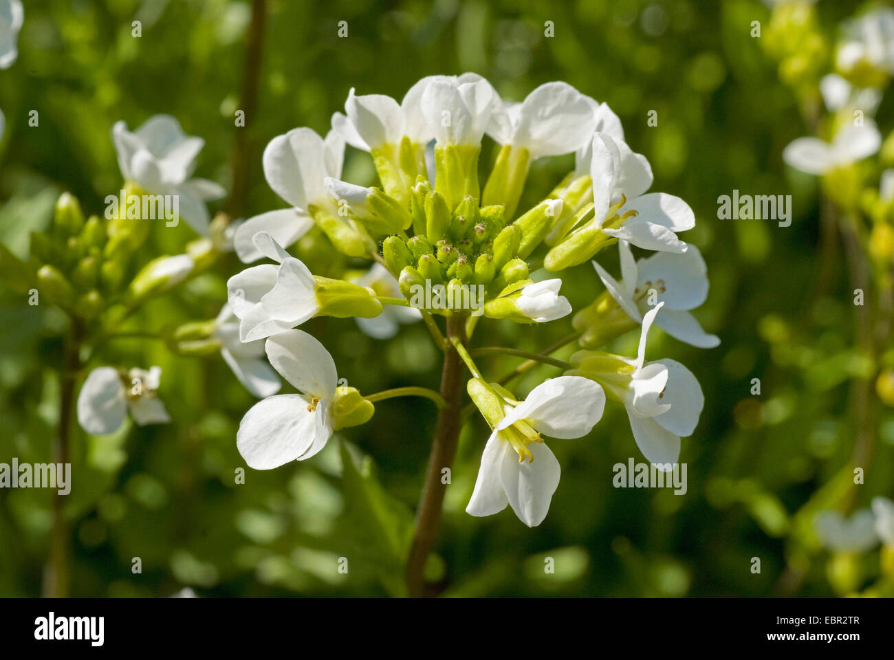 Arabis alpina hi-res stock photography and images - Alamy