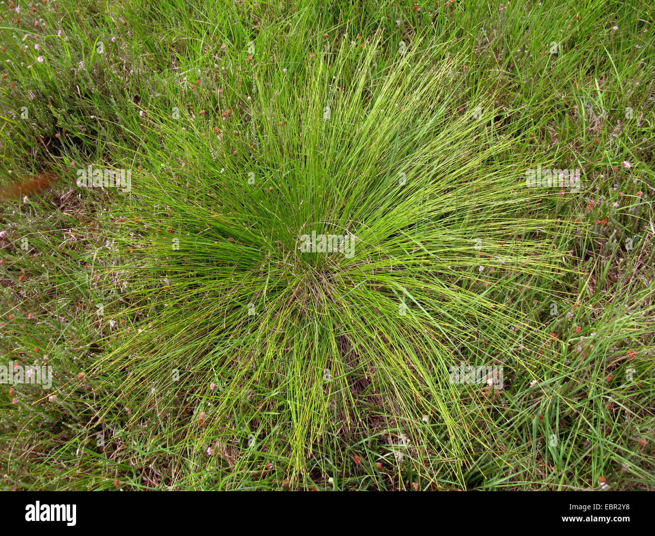 Trichophorum cespitosum ssp germanicum hi-res stock photography and ...