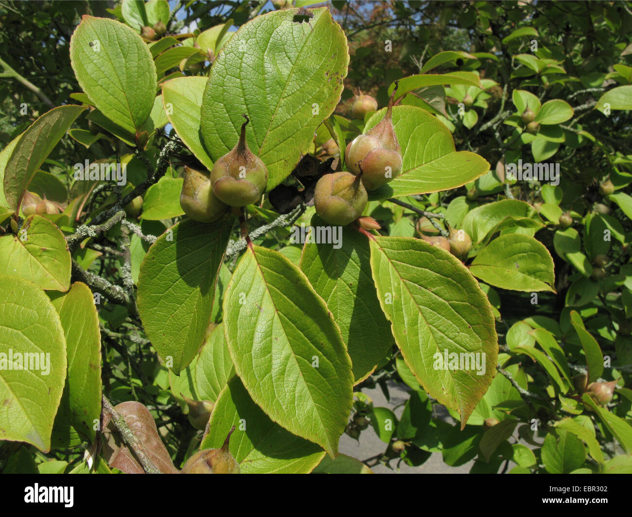 Japanese stewartia (Stewartia pseudocamellia), fruiting Stock Photo - Alamy