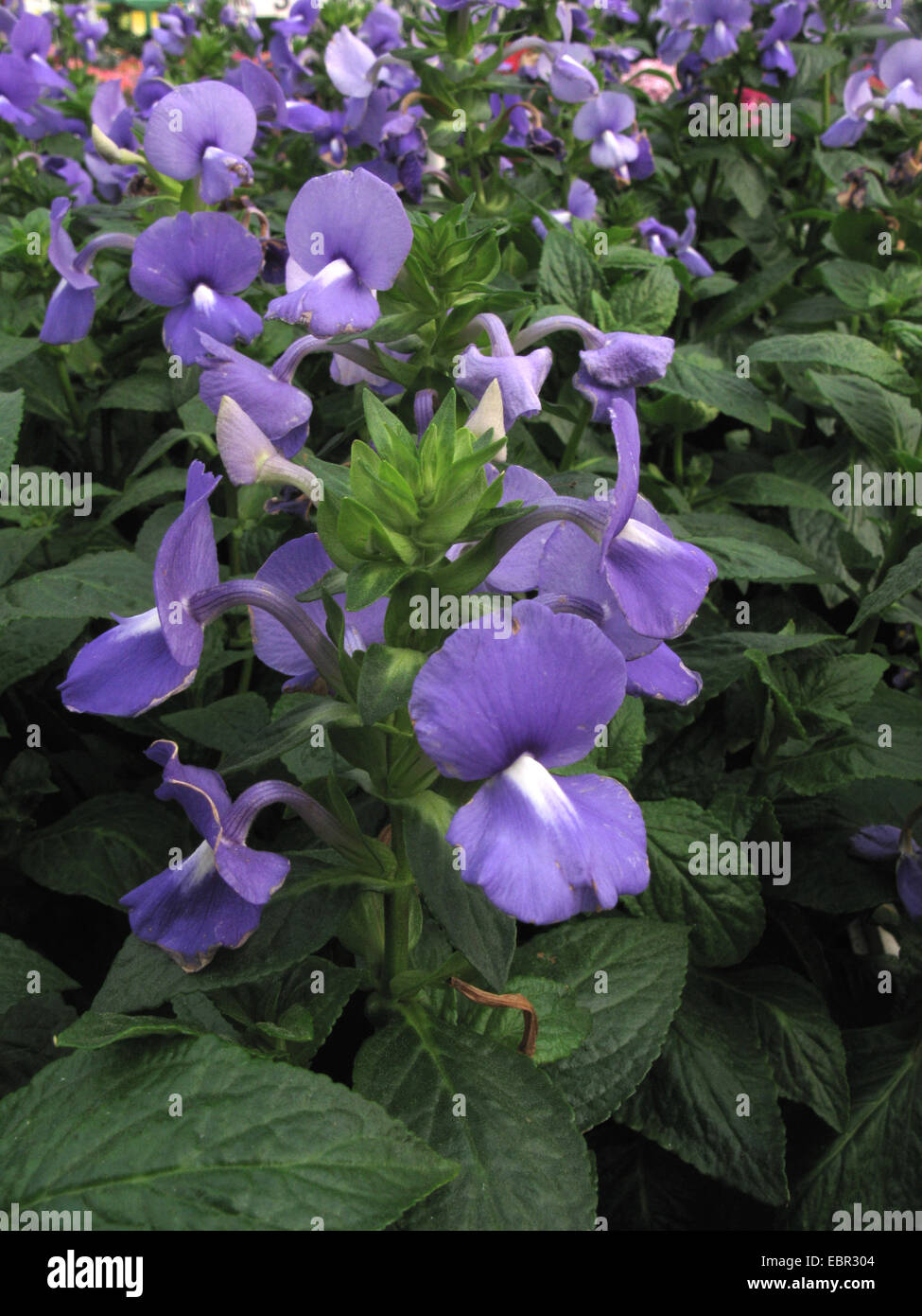 Brazilian Snapdragon, Brazilian Blue Snapdragon (Otacanthus caeruleus ...