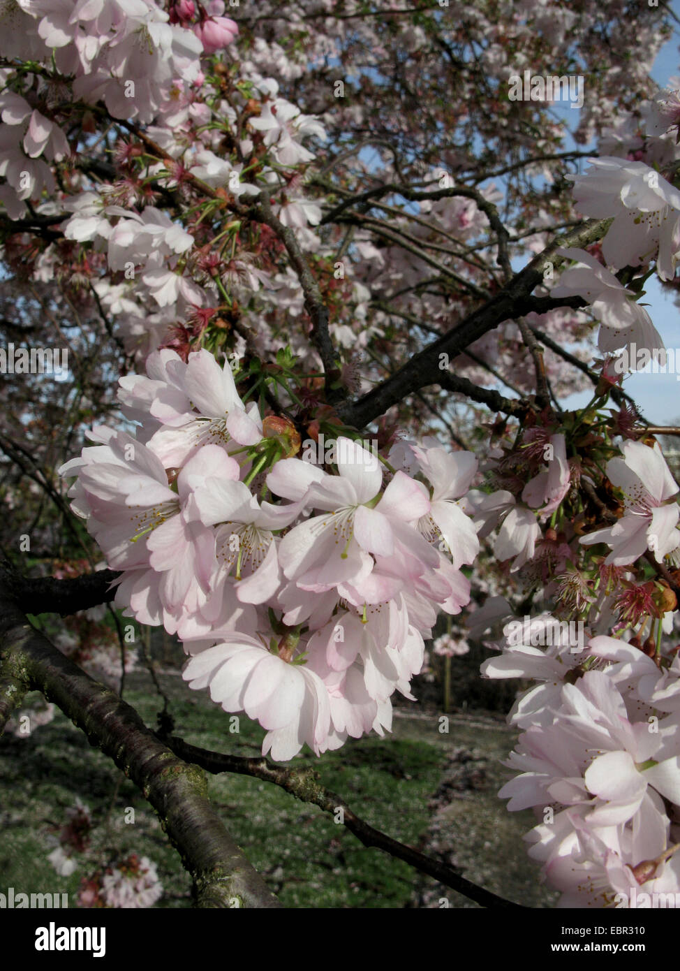 Sargent Cherry, Sargent's Cherry (Prunus sargentii 'Accolade', Prunus ...