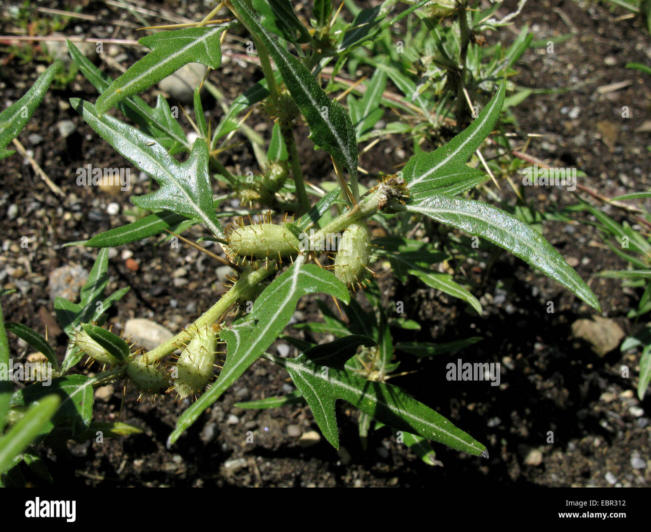 spiny cocklebur (Xanthium spinosum), fruiting Stock Photo - Alamy