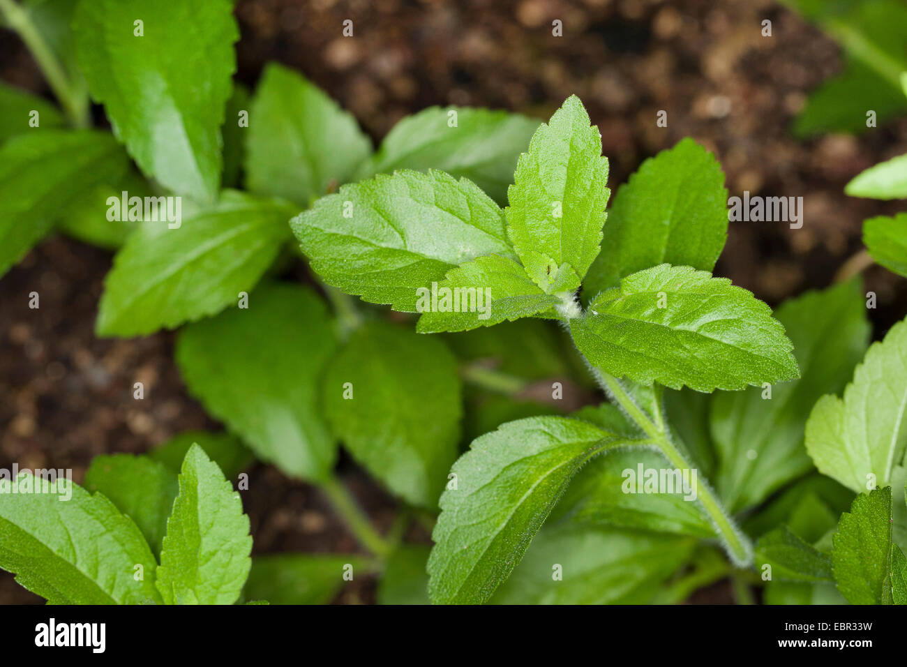 Stevia plants hi-res stock photography and images - Alamy