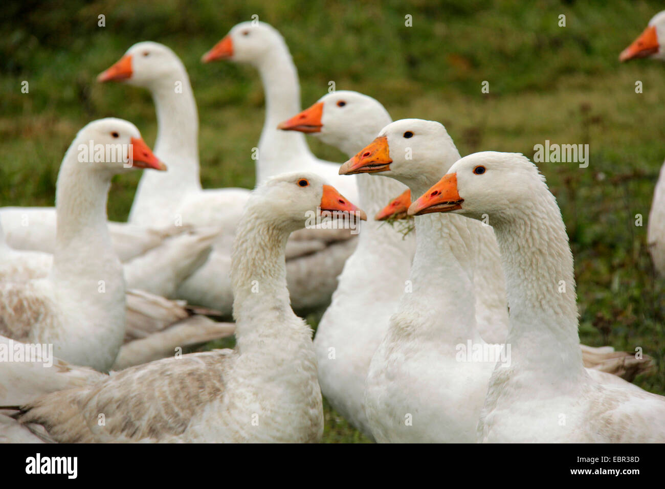 Gaggle geese hi-res stock photography and images - Alamy