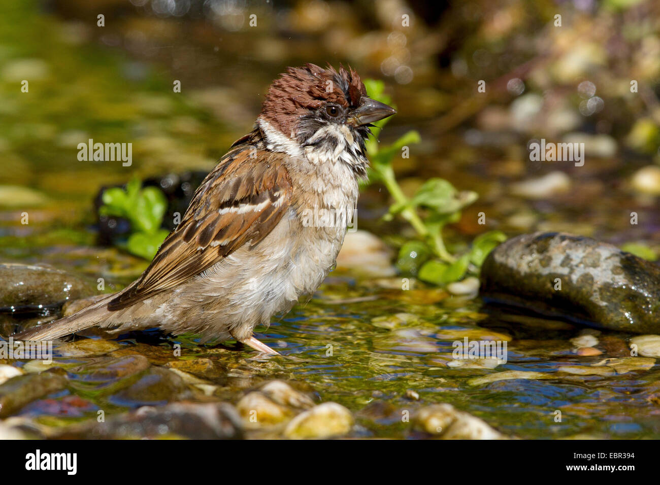 Eurasian tree sparrow (Passer montanus), bathing, Germany Stock Photo ...