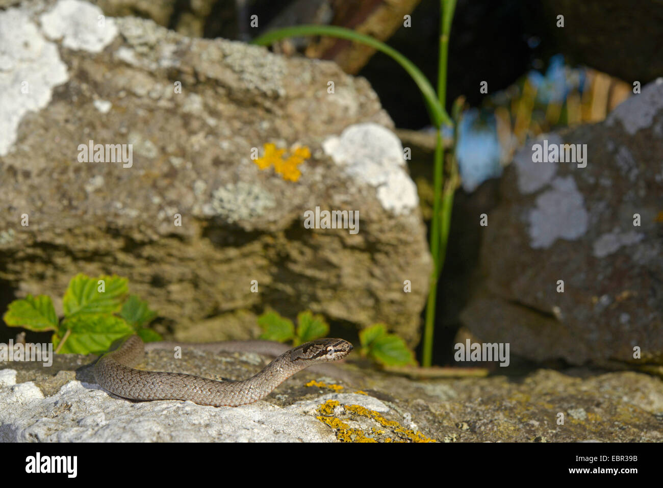 smooth snake (Coronella austriaca), young smooth snake, Sweden, Gotland ...