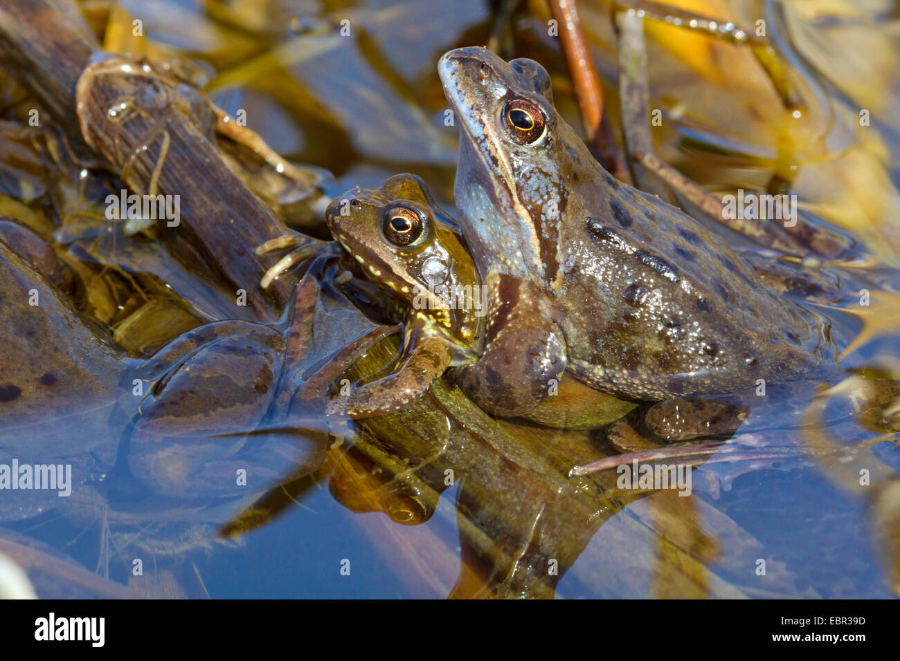 Female frog male frog hi-res stock photography and images - Alamy