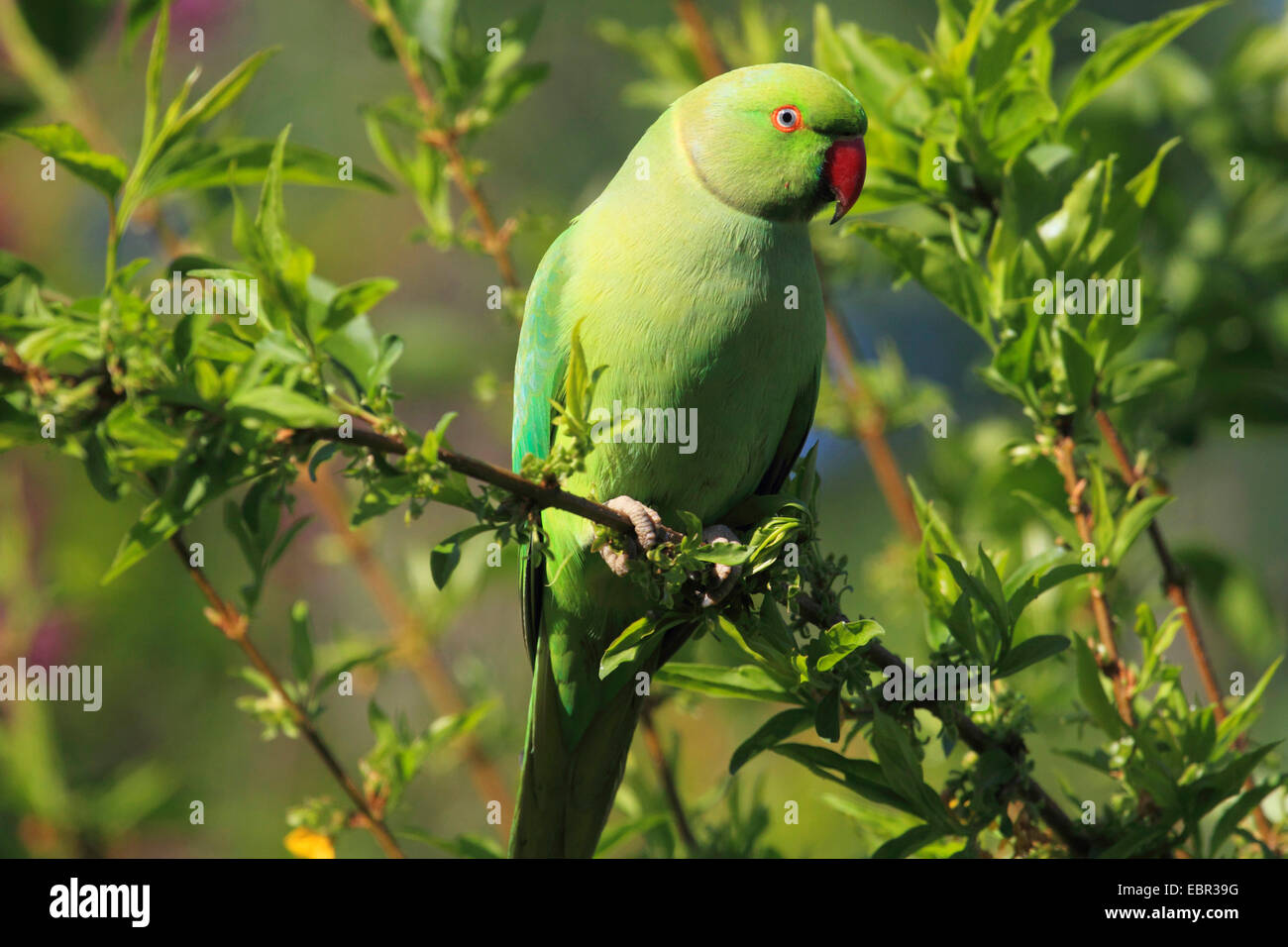 rose-ringed parakeet (Psittacula krameri), sitting on a branch, Germany ...