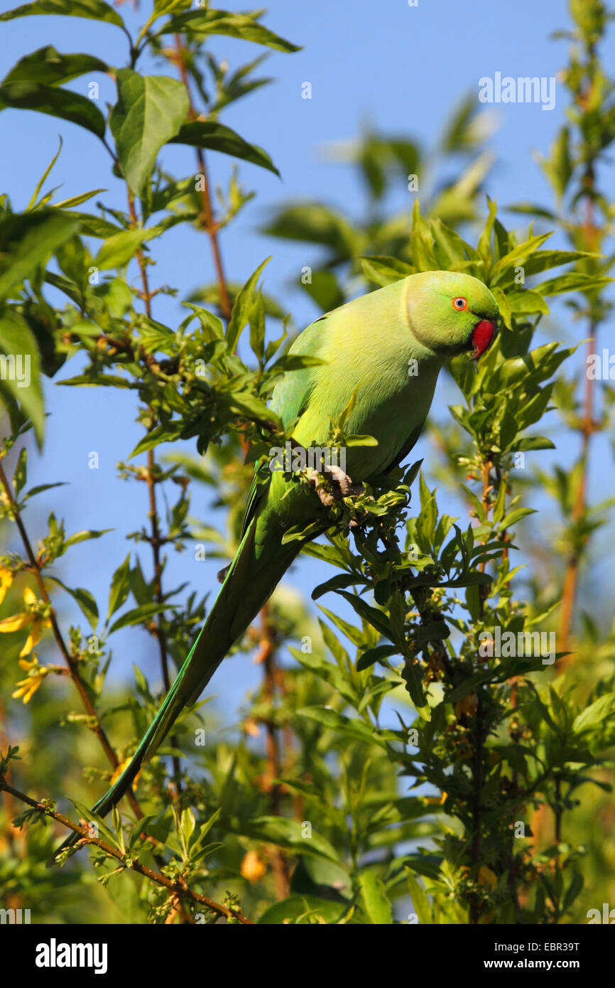 rose-ringed parakeet (Psittacula krameri), sitting on a branch, Germany ...