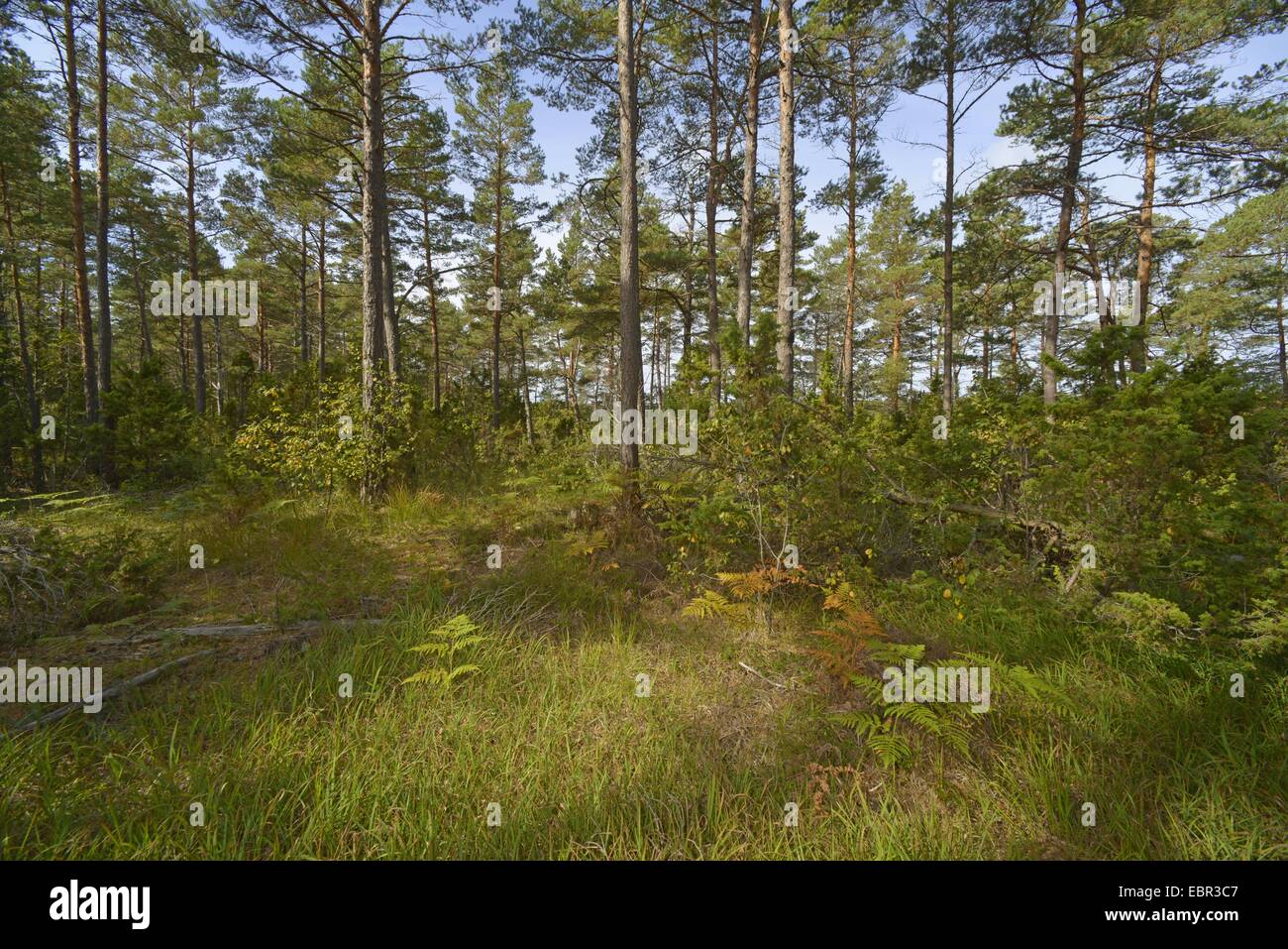 light pine forest, Sweden, Smaland Stock Photo - Alamy