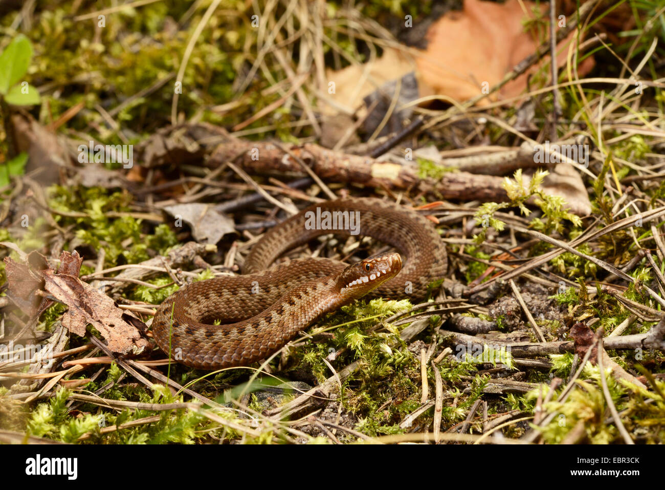 adder, common viper, common European viper, common viper (Vipera berus ...