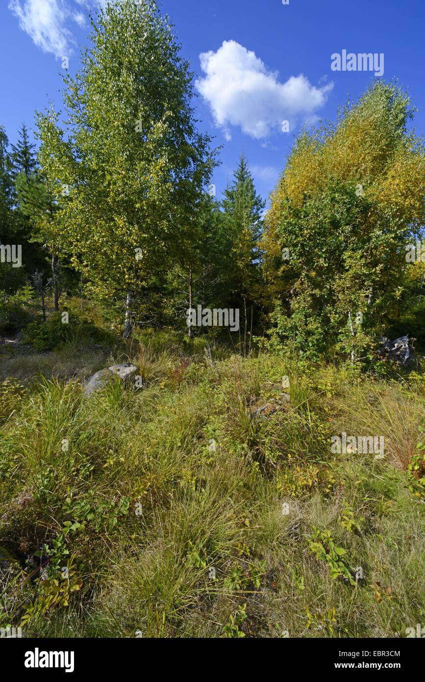 Birch forest hi-res stock photography and images - Alamy