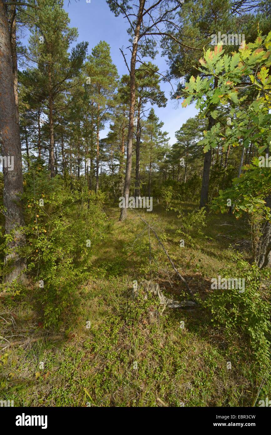 Swedish pine forest hi-res stock photography and images - Alamy