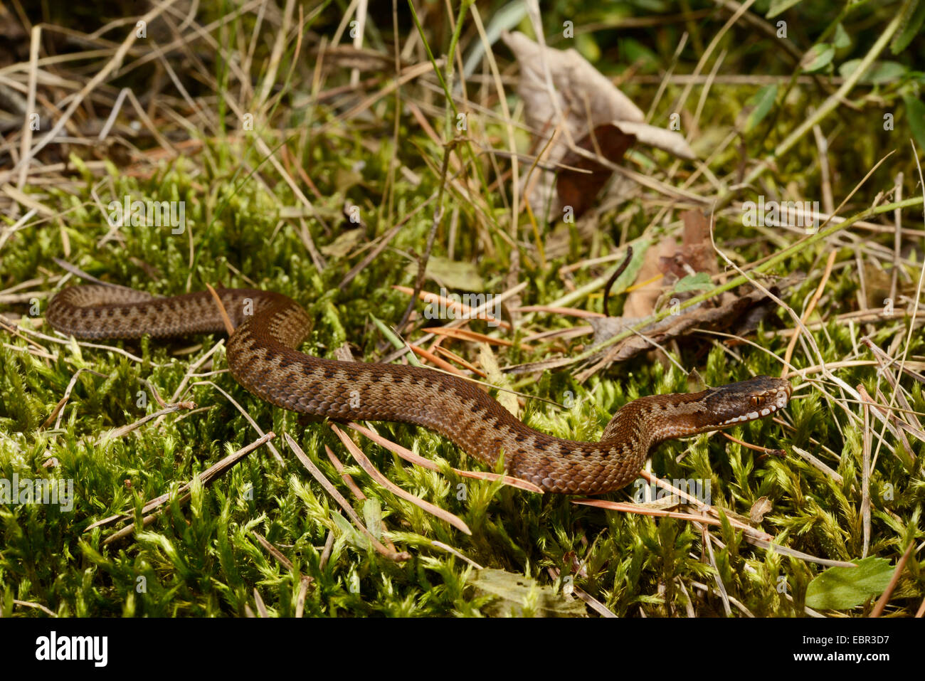 Swedish snakes hi-res stock photography and images - Alamy