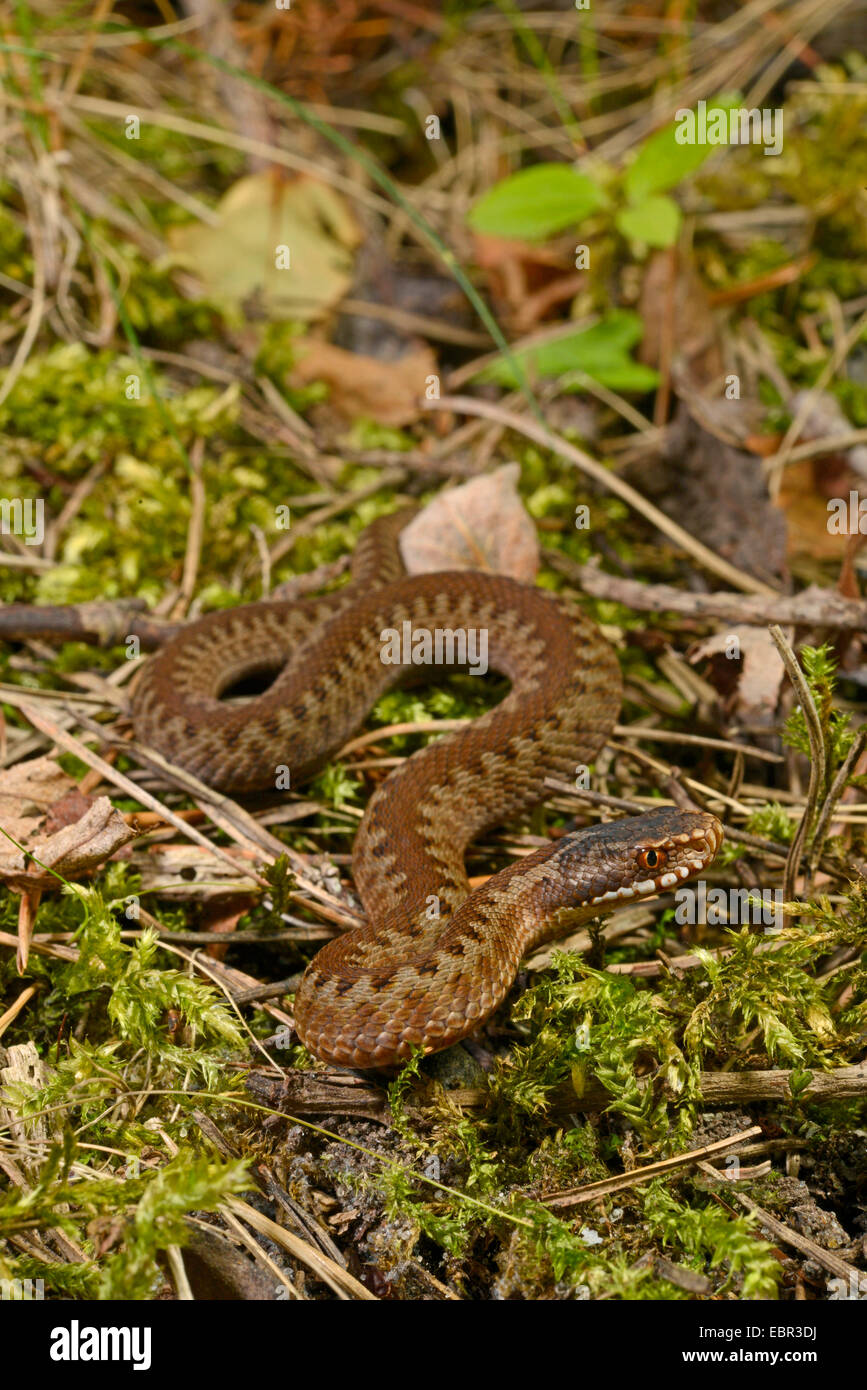 Swedish snakes High Resolution Stock Photography and Images - Alamy