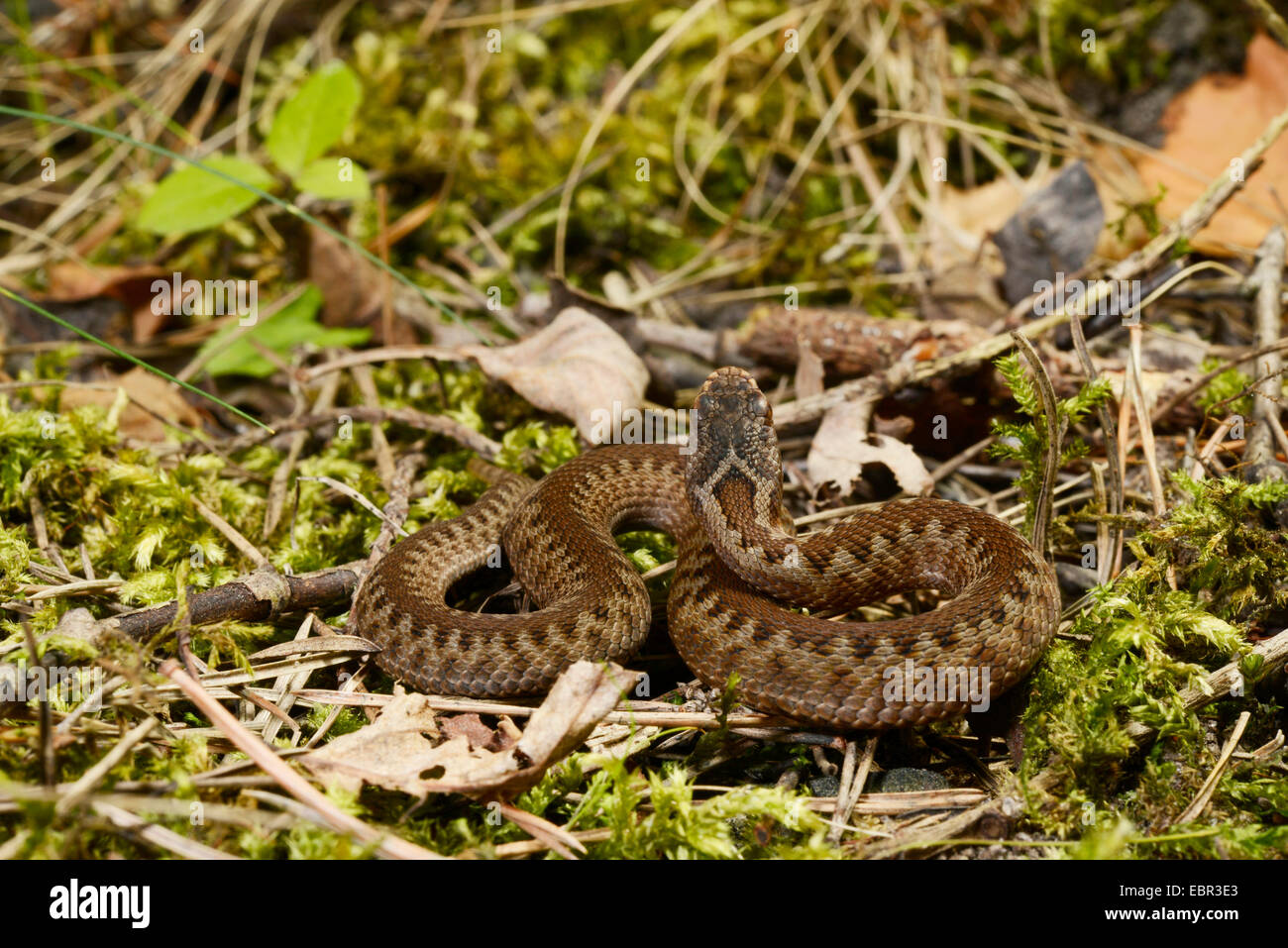 adder, common viper, common European viper, common viper (Vipera berus ...
