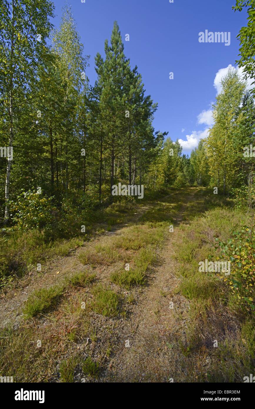 forest path, Sweden, Smaland Stock Photo - Alamy