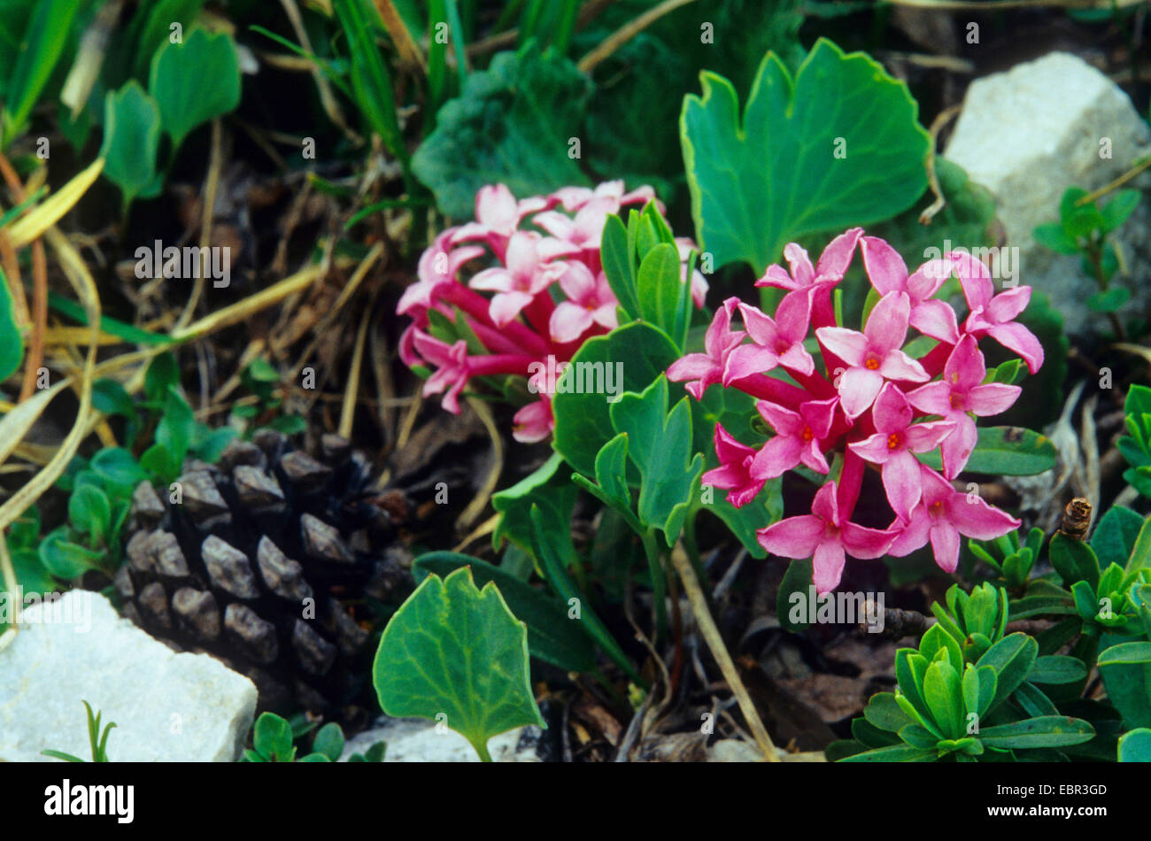 spurge laurel (Daphne striata), blooming, Italy, South Tyrol, Dolomiten ...