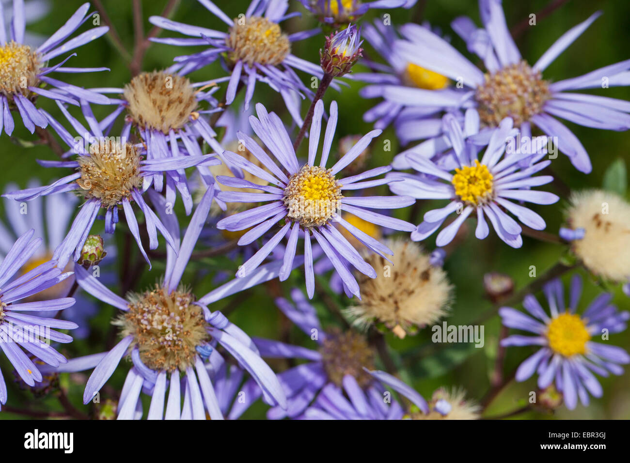 Italian aster, Italian Starwort, European Michaelmas Daisy (Aster ...