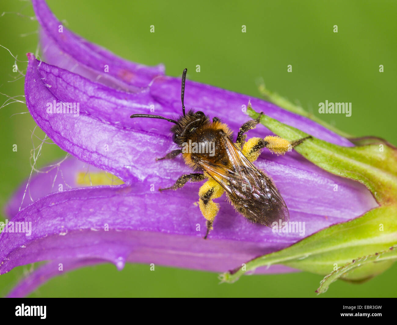 Burrowing bee (Andrena bicolor), female with pollen on bellflower ...