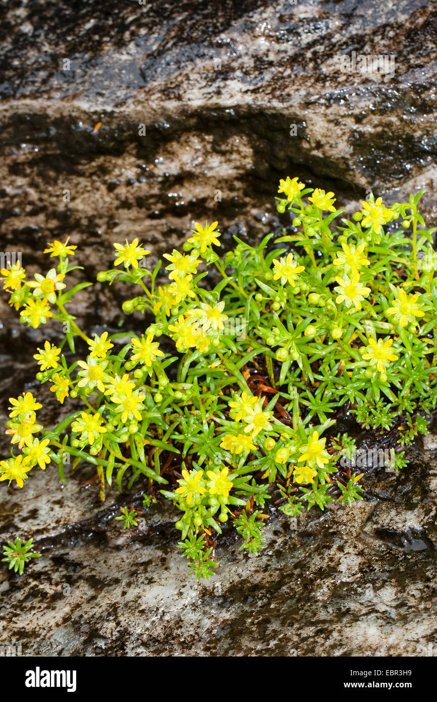 yellow saxifrage, yellow mountain saxifrage, evergreen saxifrage ...