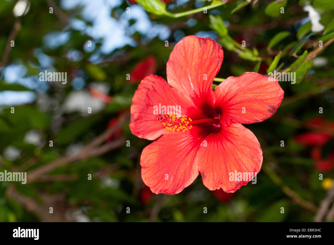 Chinese hibiscus (Hibiscus rosa-sinensis), flower Stock Photo - Alamy