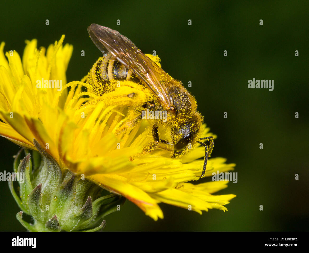 Halictus scabiosae hi-res stock photography and images - Alamy