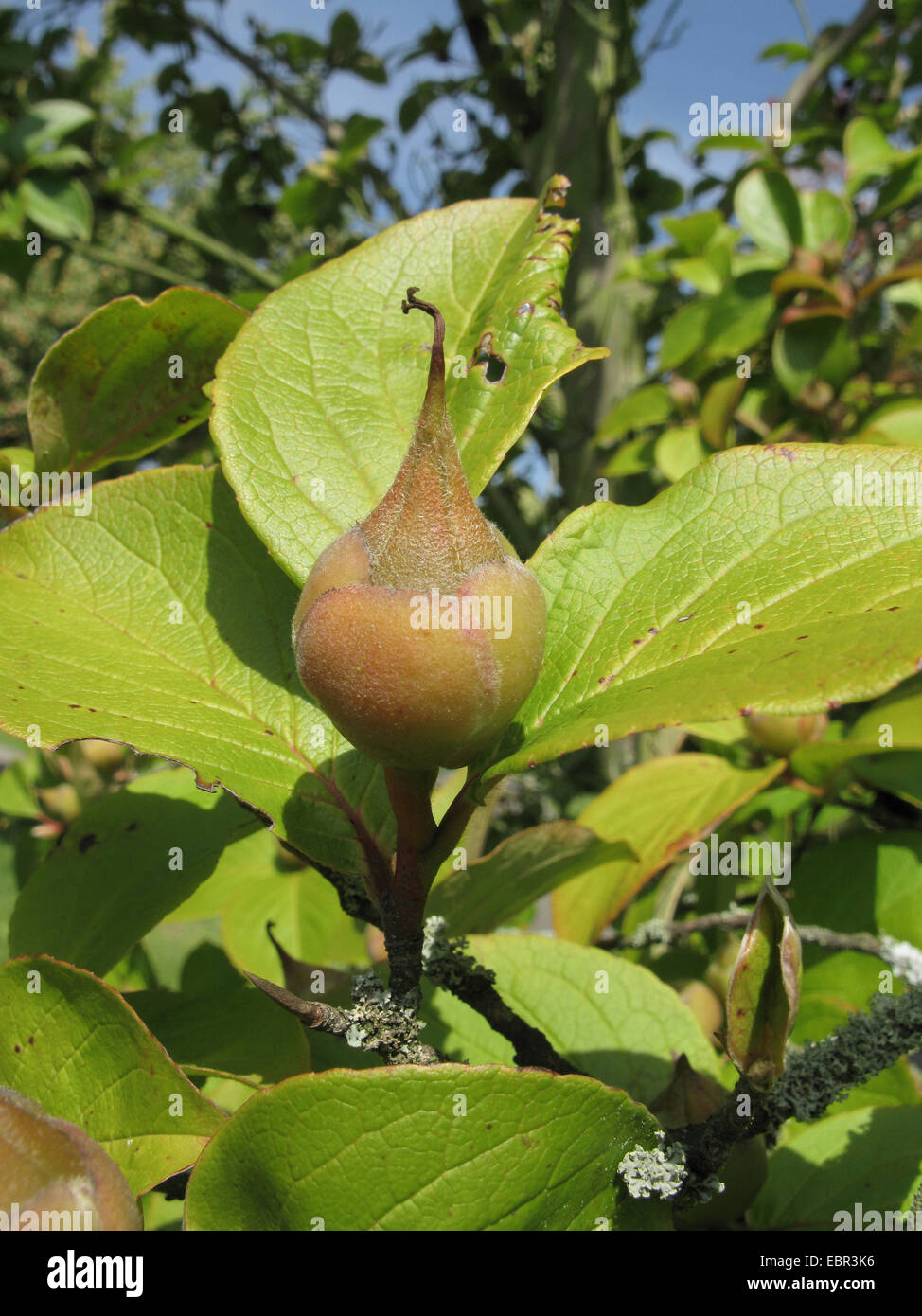 Japanese stewartia (Stewartia pseudocamellia), fruiting Stock Photo - Alamy