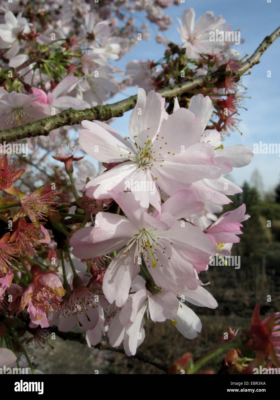 Sargent cherry tree hi-res stock photography and images - Alamy
