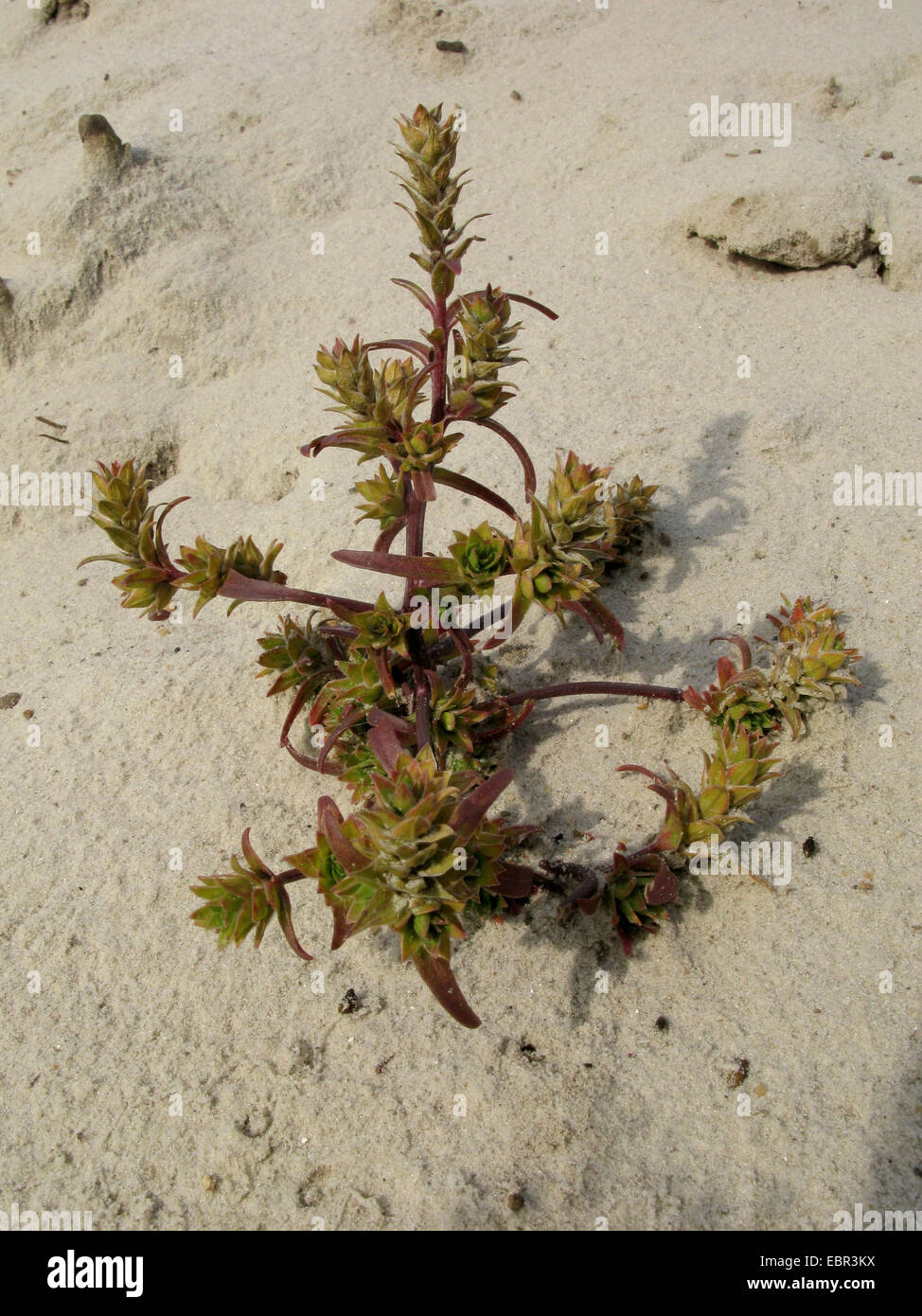 Corispermum leptopterum (Corispermum leptopterum), on sand, Germany ...