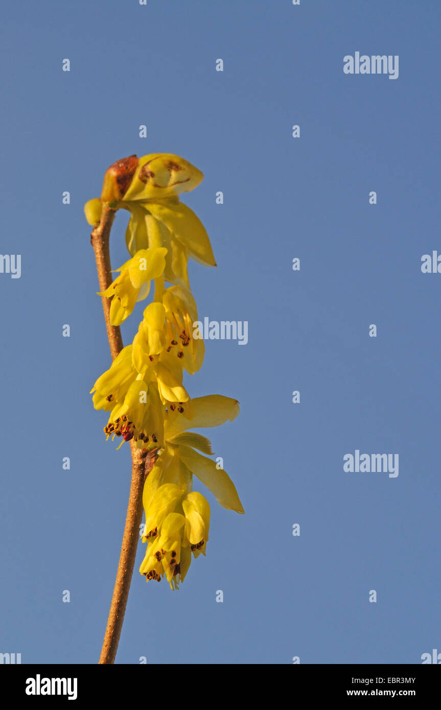 Spike inflorescence hi-res stock photography and images - Alamy