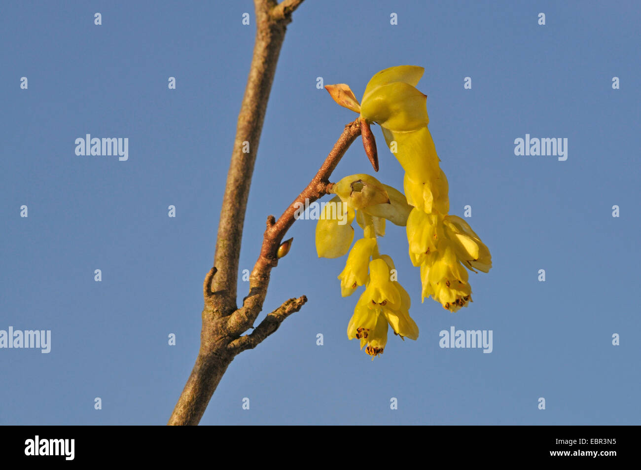 Spike inflorescence hi-res stock photography and images - Alamy
