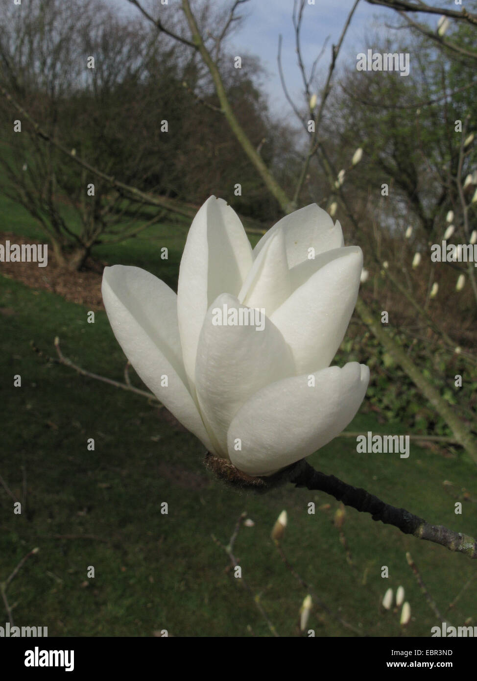 Lily Tree, Yulan (Magnolia denudata), flower Stock Photo - Alamy