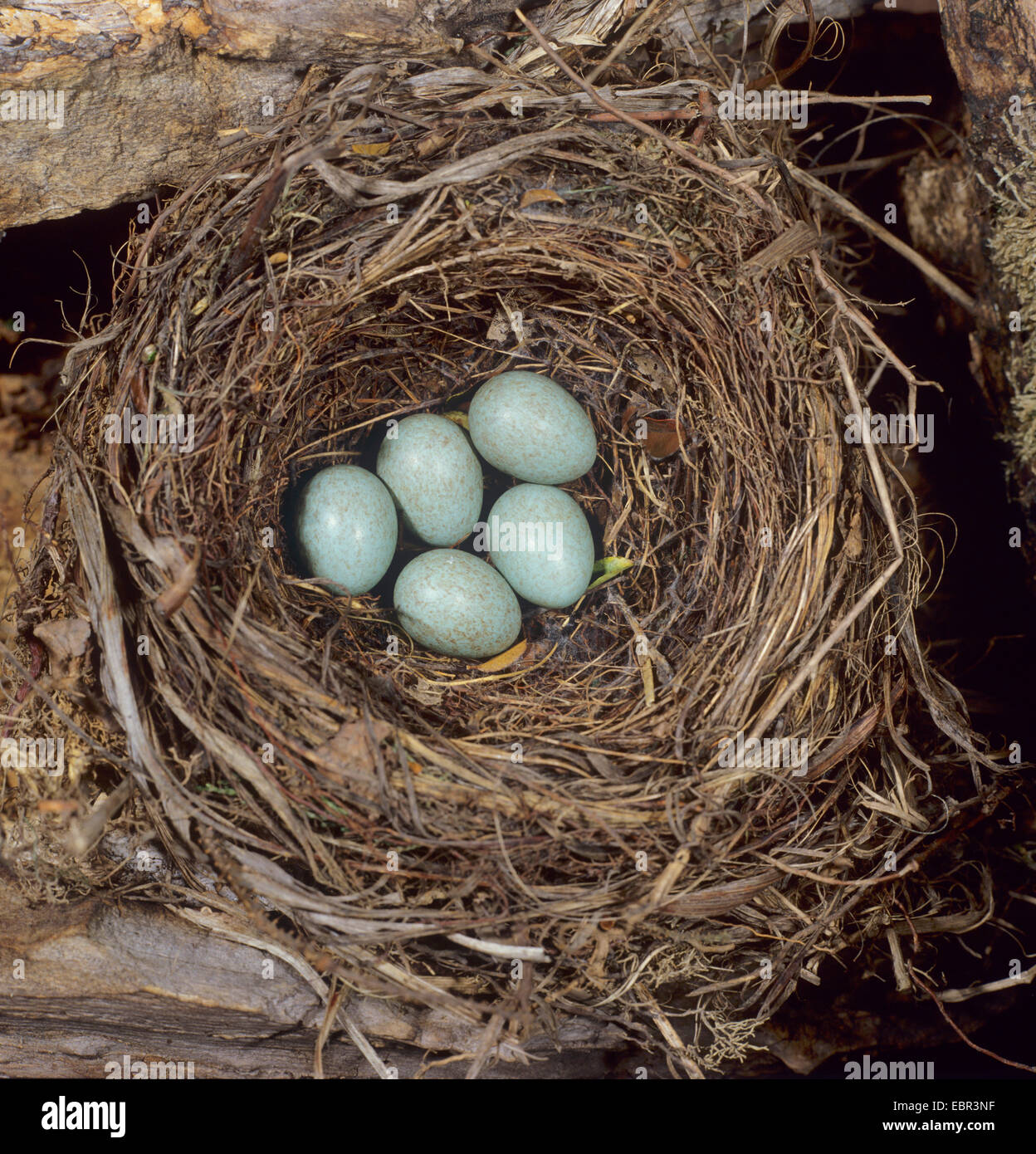 Five blackbird eggs in nest hi-res stock photography and images - Alamy