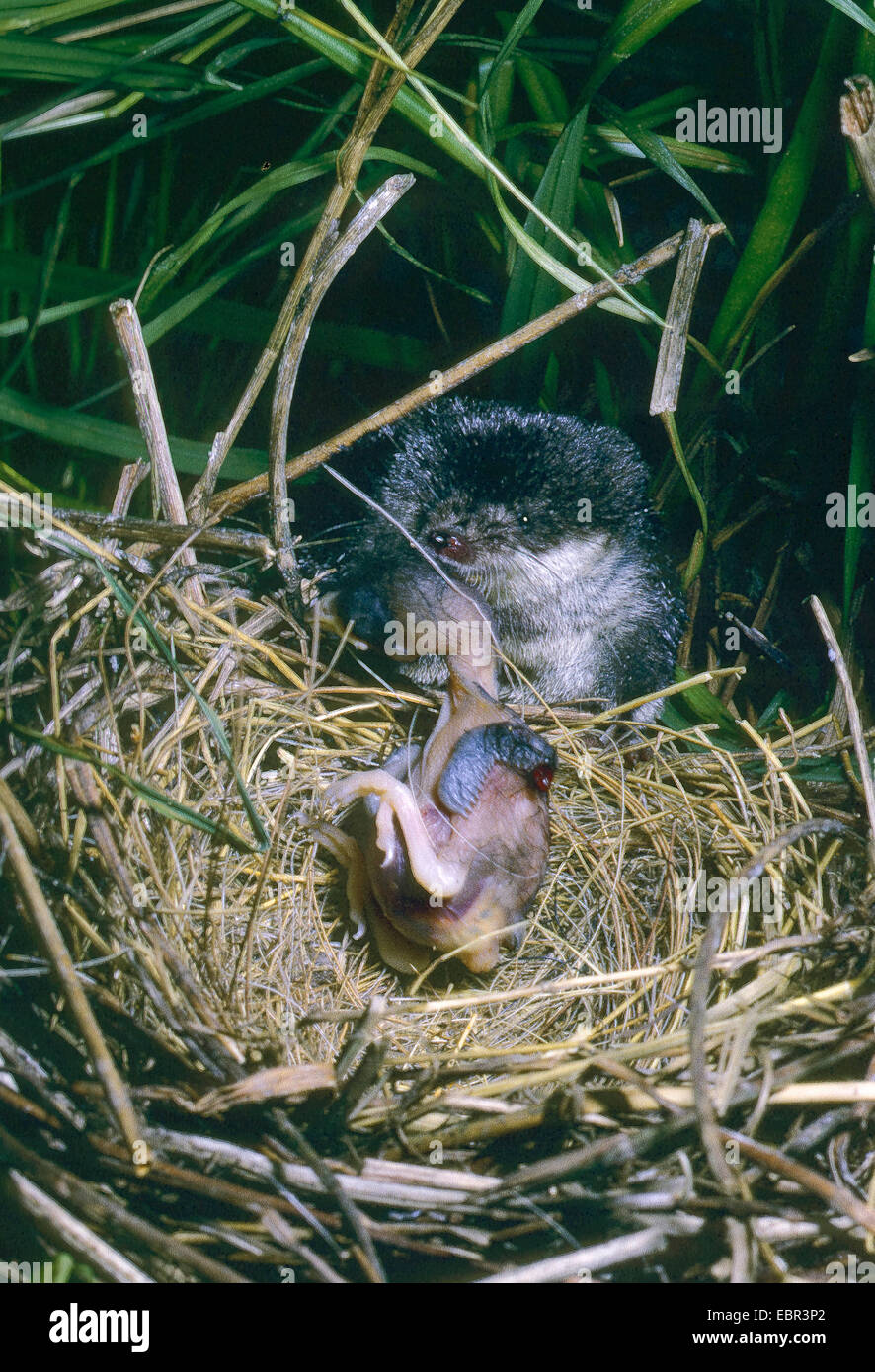 Old World water shrew, Northern Shrew, Eurasian Water Shrew (Neomys ...