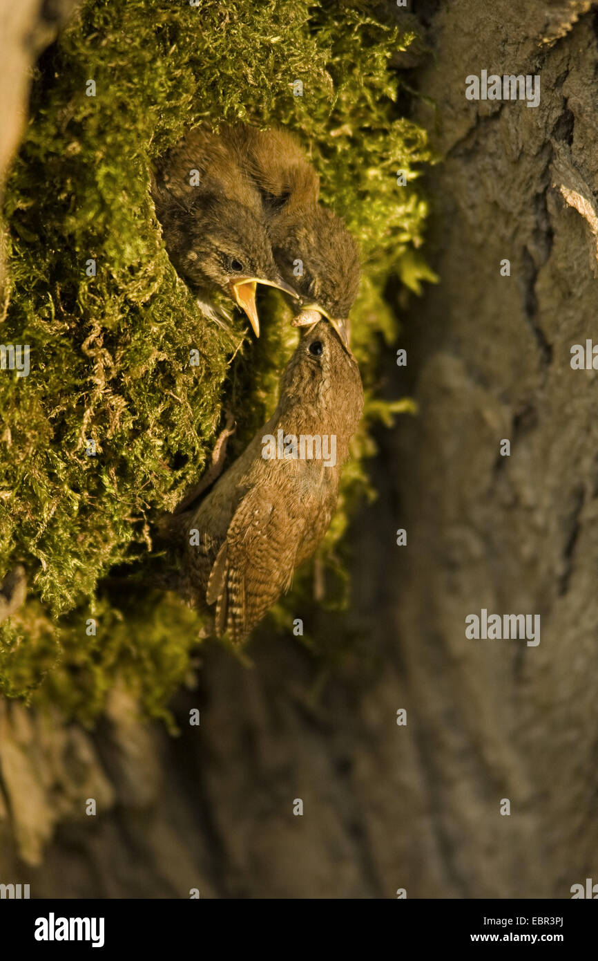 Wrens birds nestlings nest hi-res stock photography and images - Alamy